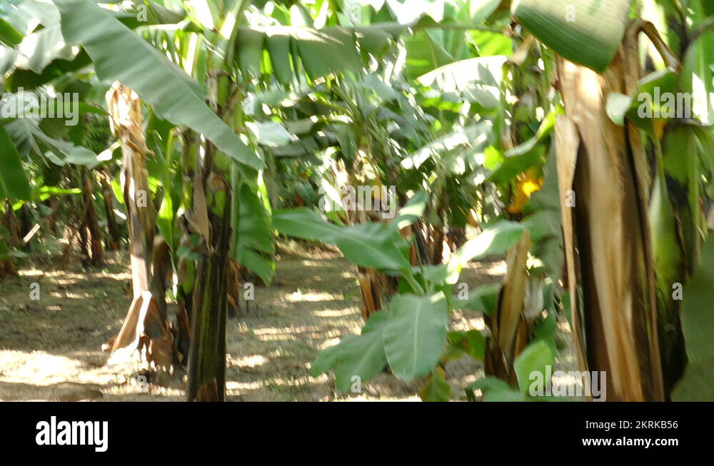 Platano tree Stock Videos & Footage - HD and 4K Video Clips - Alamy