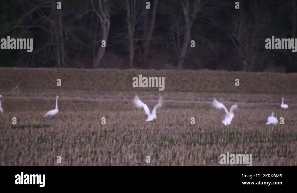 Valley bird migration Stock Videos & Footage - HD and 4K Video Clips ...