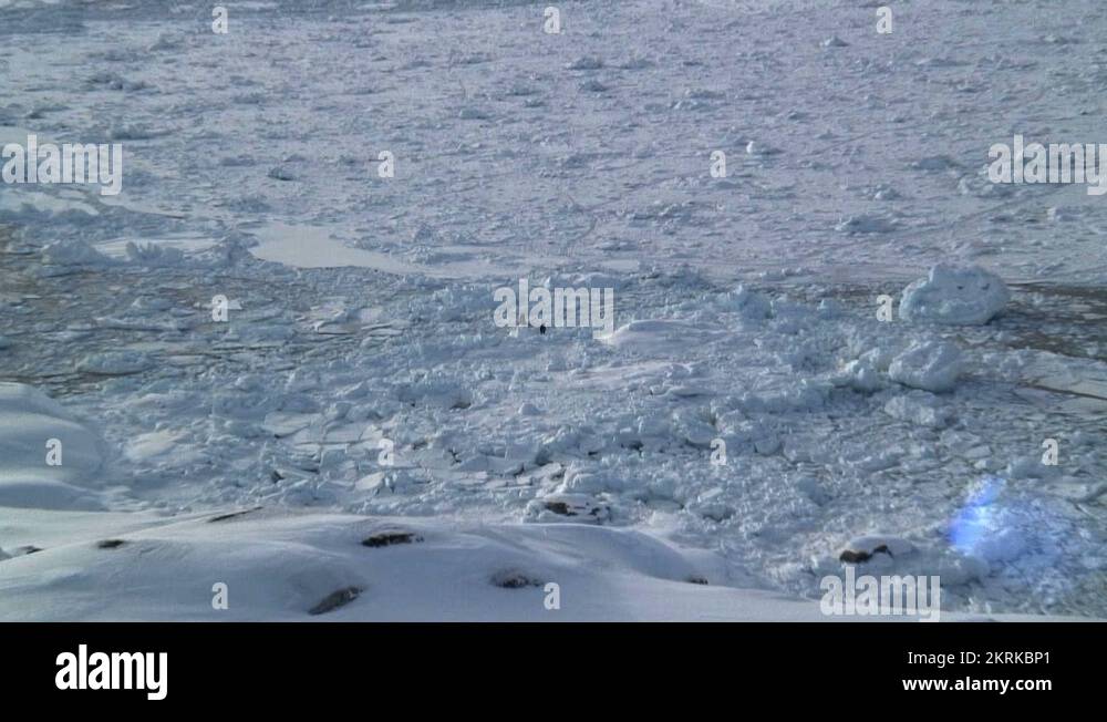 Greenland seal Stock Videos & Footage - HD and 4K Video Clips - Alamy