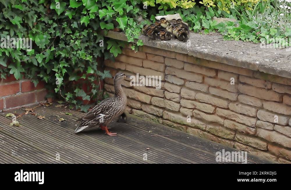 Downy duck Stock Videos & Footage - HD and 4K Video Clips - Alamy