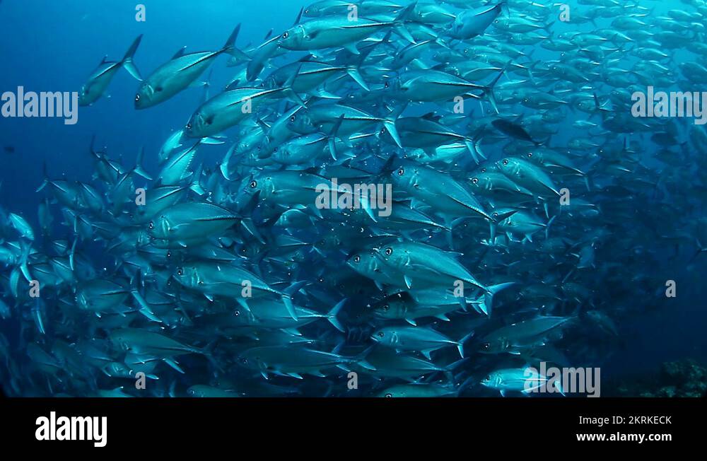 School jack fish Stock Videos & Footage - HD and 4K Video Clips - Alamy