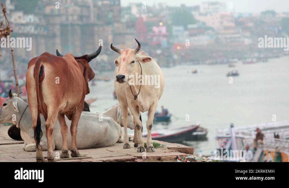 Holy ghats varanasi Stock Videos & Footage - HD and 4K Video Clips - Alamy