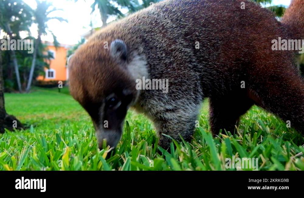 Caribbean insects Stock Videos & Footage - HD and 4K Video Clips - Alamy
