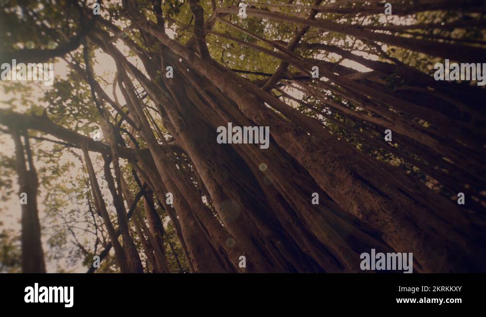 Strangler tree roots Stock Videos & Footage - HD and 4K Video Clips - Alamy