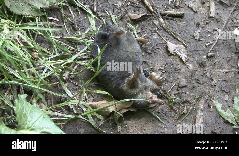 Dead mole Stock Videos & Footage - HD and 4K Video Clips - Alamy
