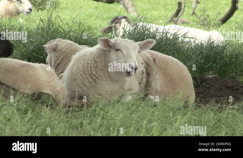Chewing movement Stock Videos & Footage - HD and 4K Video Clips - Alamy