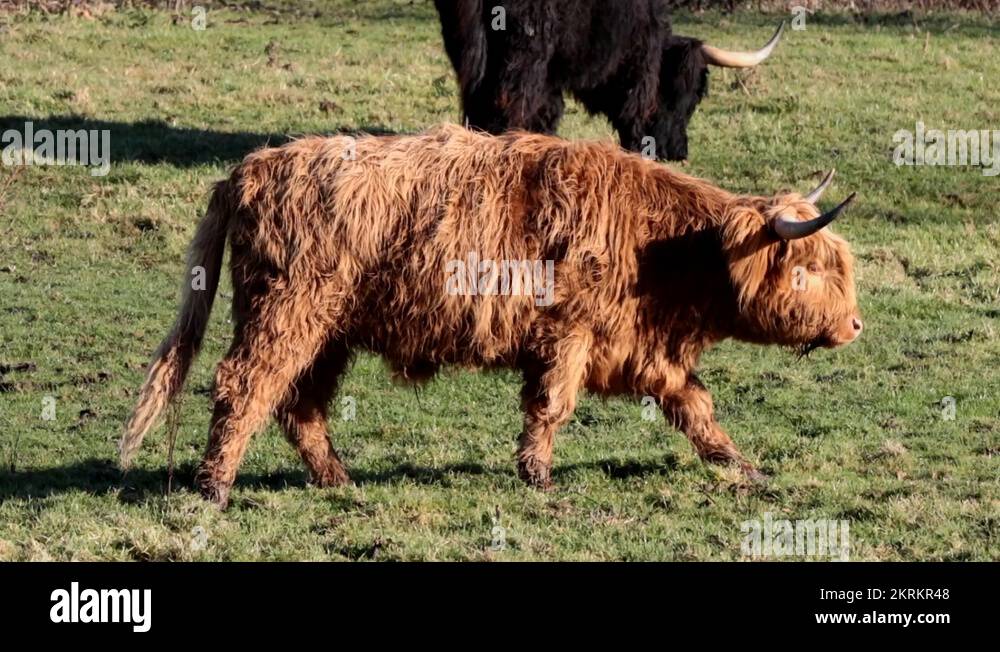 Wooly highland cattle Stock Videos & Footage - HD and 4K Video Clips ...