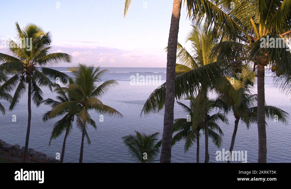 Distant palm trees Stock Videos & Footage - HD and 4K Video Clips - Alamy