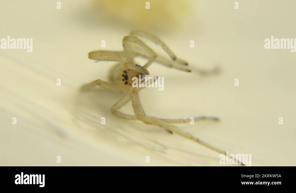 Nightmare with spiders Stock Videos & Footage - HD and 4K Video Clips ...