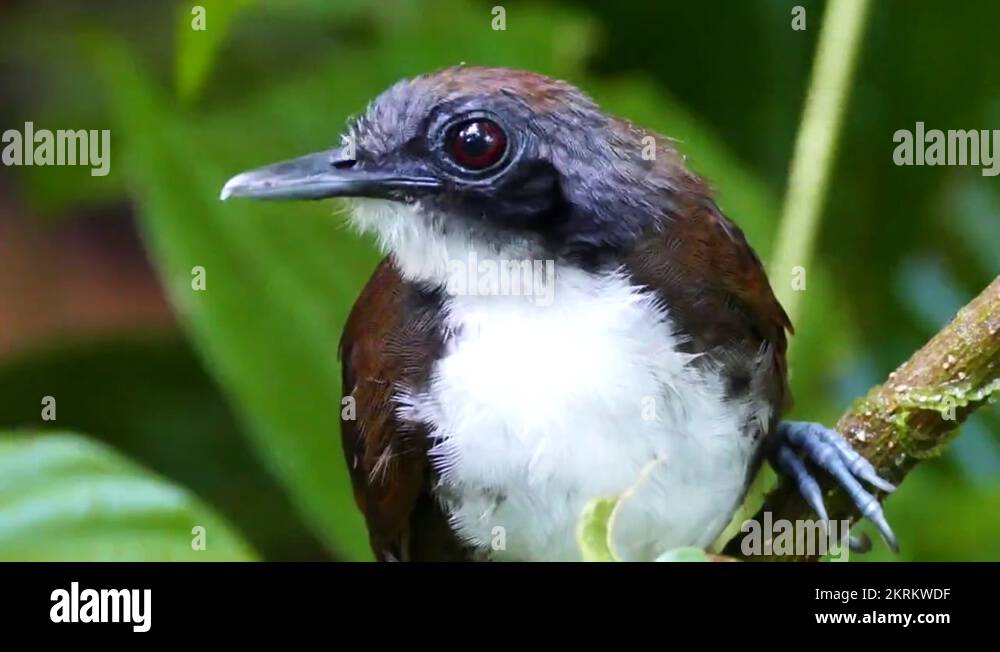 White-Cheeked Antbird (Gymnopithys Leucaspis) taking off from branch ...