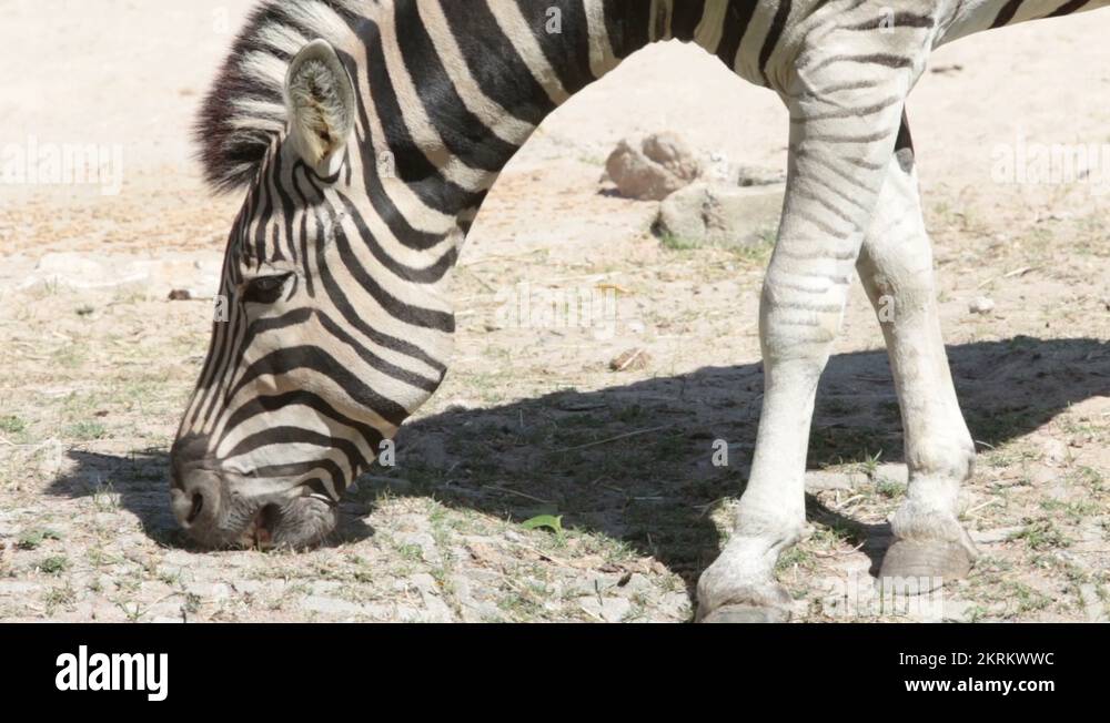 Zebra mouth grass Stock Videos & Footage - HD and 4K Video Clips - Alamy
