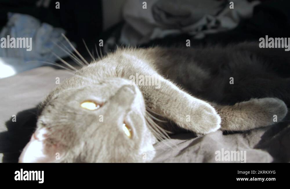 Beautiful Russian Blue Cat Falling Asleep In The Sun, Tired Pet Hand ...