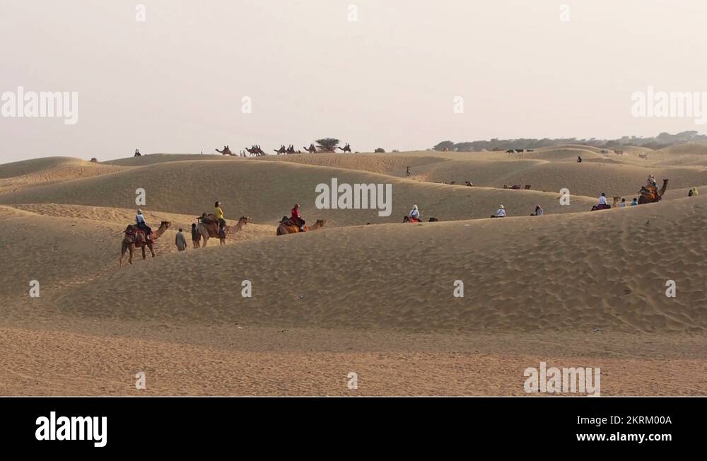 Thar desert animals Stock Videos & Footage - HD and 4K Video Clips - Alamy