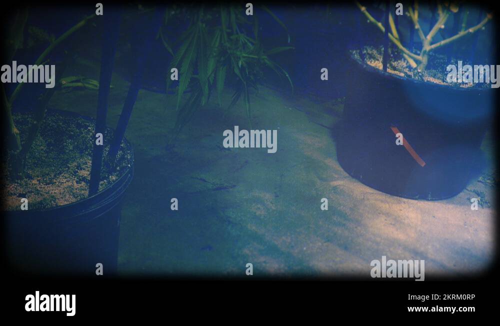 Pan Up to Marijuana Plants Growing Indoor with Vintage Film Look Stock ...