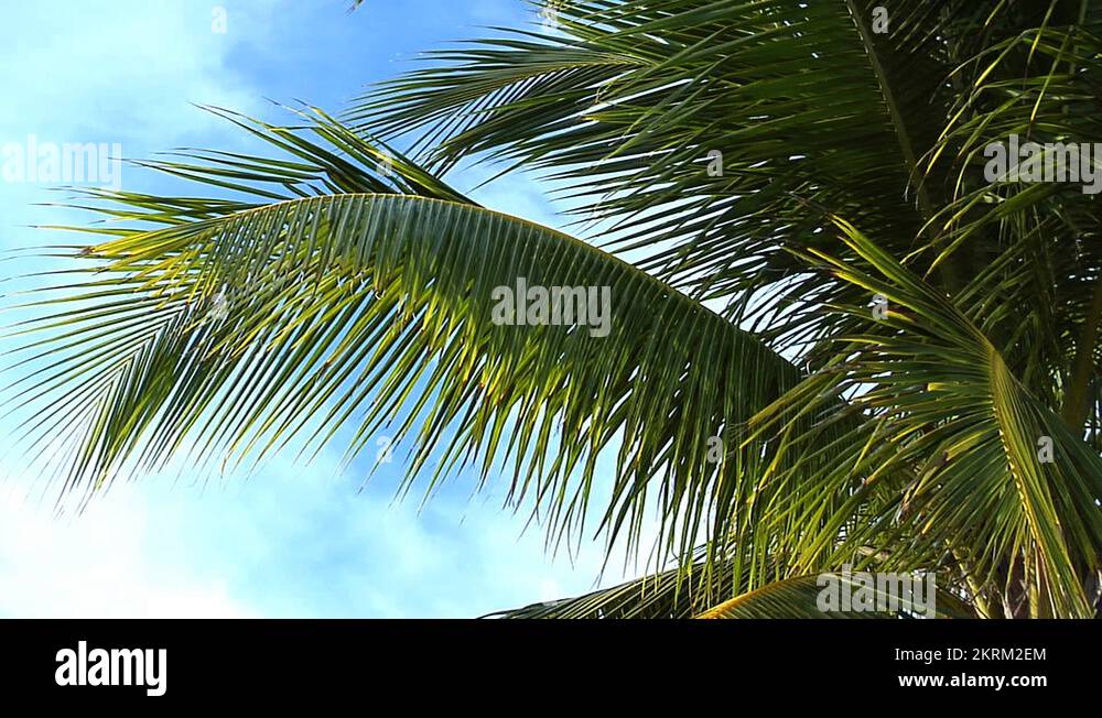 Slow pan through fronds of palm tree in breeze Stock Video Footage - Alamy