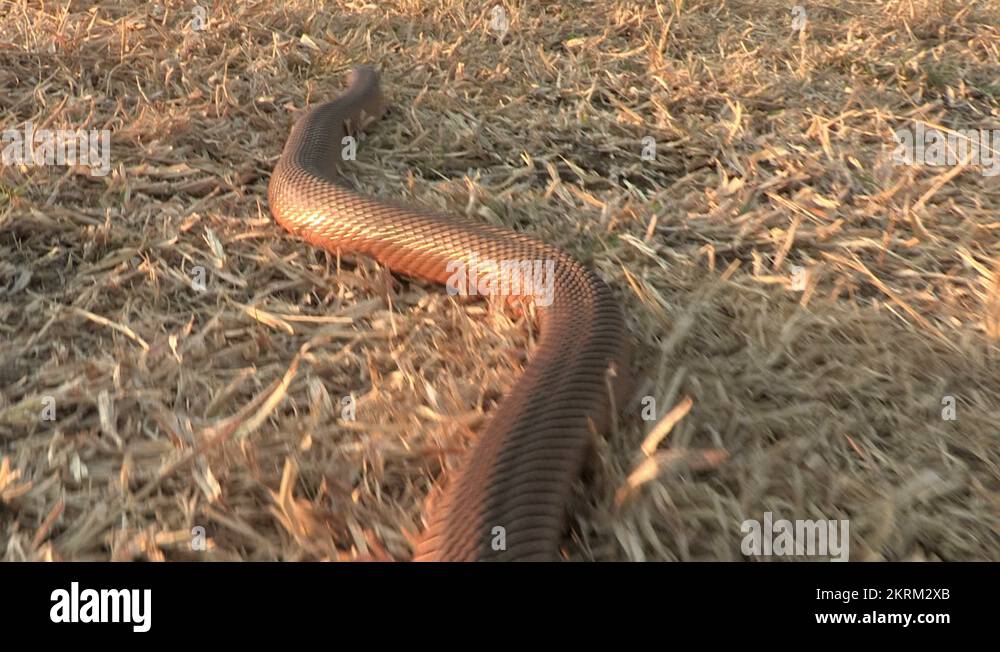 Mole snake showing lateral undulation as a form of snake locomotion ...