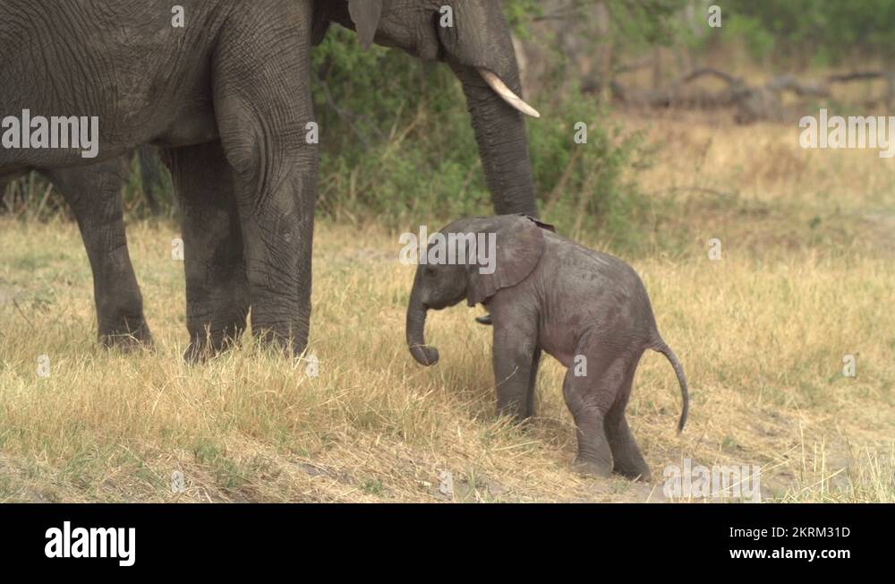 Incredible footage of newly born baby elephant being assisted by its ...