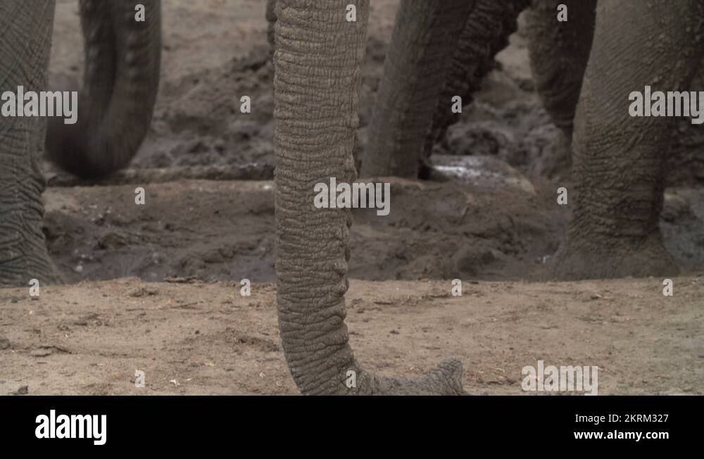 Elephant tip Stock Videos & Footage - HD and 4K Video Clips - Alamy