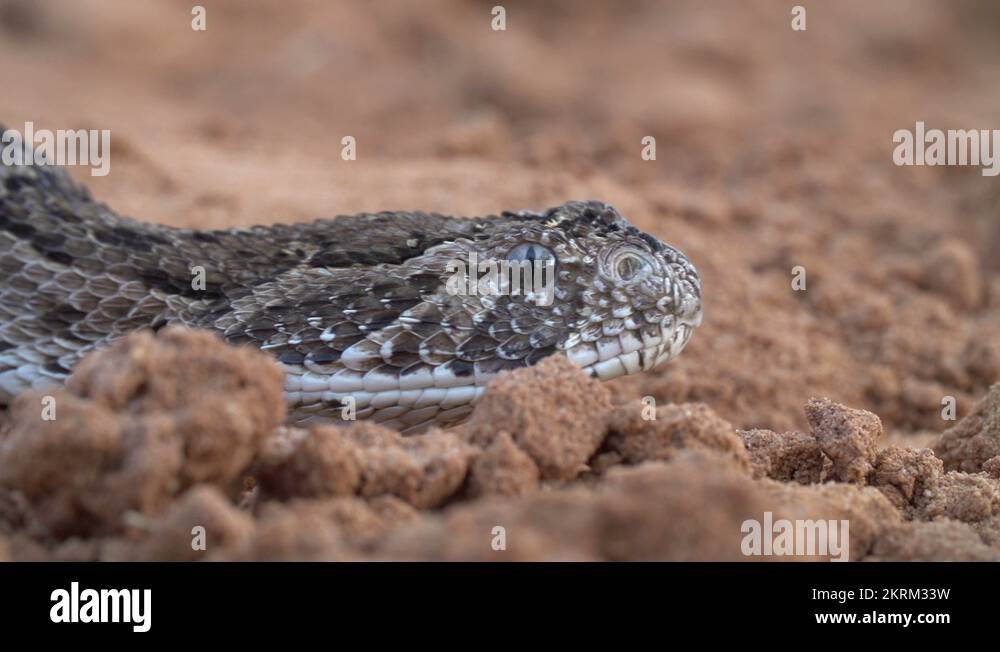 Close-up of puff adder face showing flickering tongue Stock Video ...