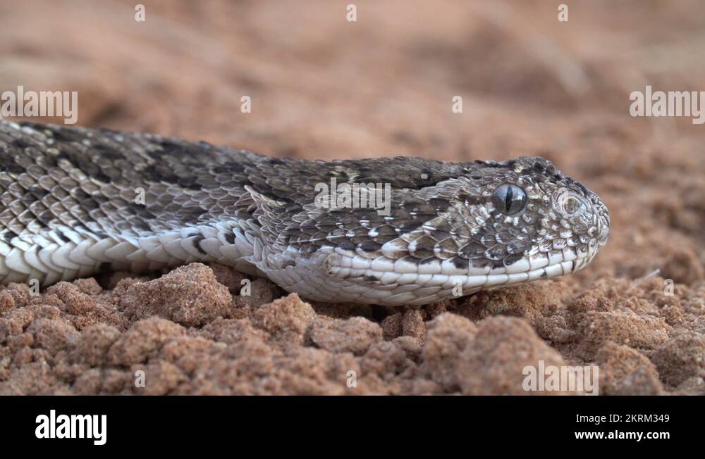 Close-up of puff adder face moving left to right through picture Stock ...