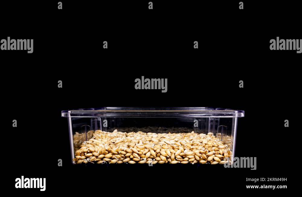 Barley fodder Stock Videos & Footage - HD and 4K Video Clips - Alamy