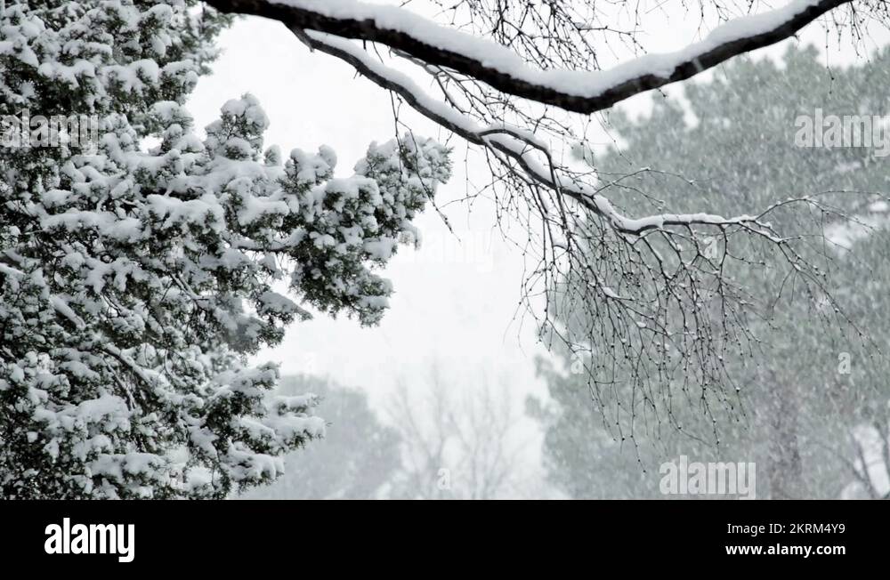 Branches of tree during snow Stock Videos & Footage - HD and 4K Video ...