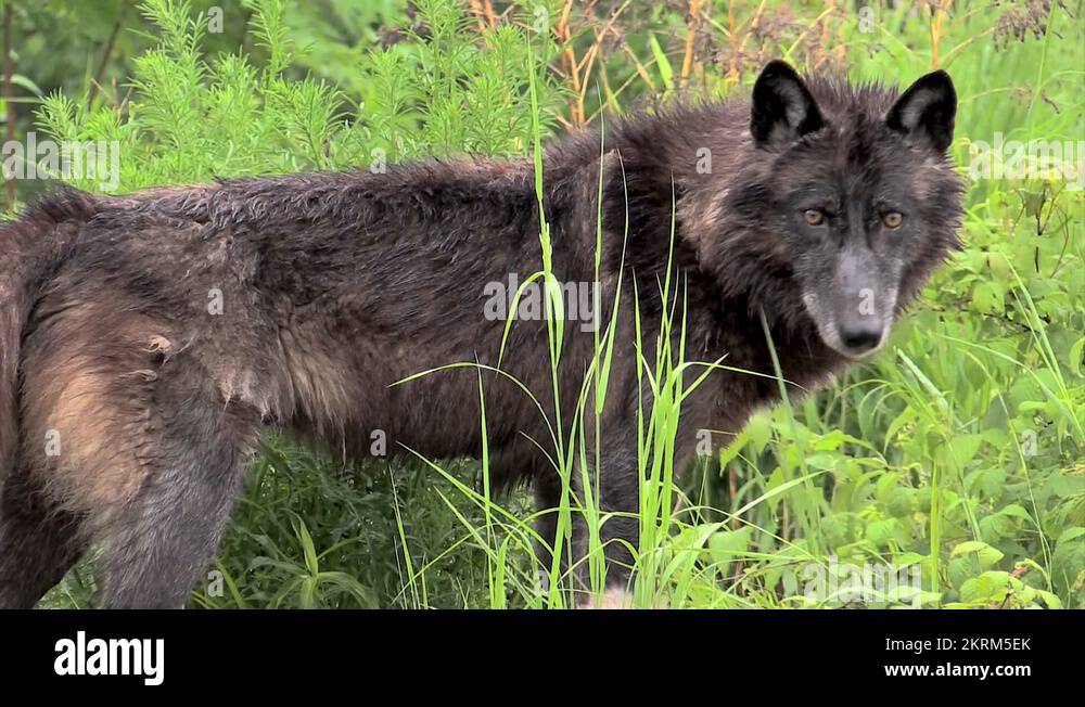 Adult wolf pup standing Stock Videos & Footage - HD and 4K Video Clips ...