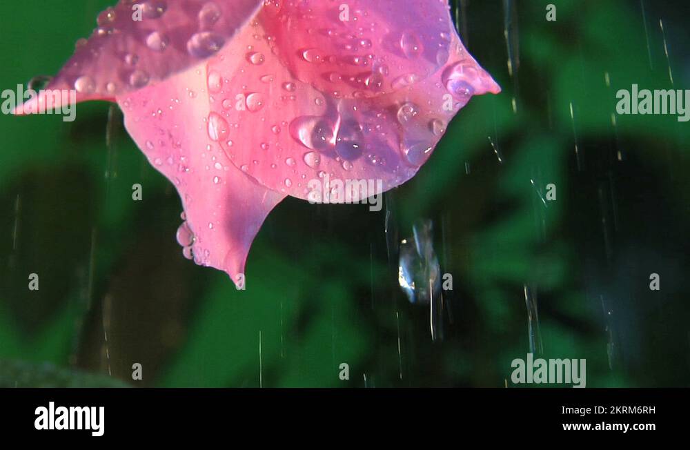 Flower falling petal Stock Videos & Footage - HD and 4K Video Clips - Alamy