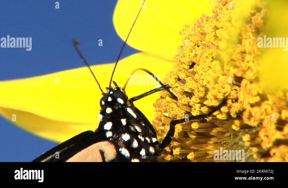 Butterfly proboscis flower Stock Videos & Footage - HD and 4K Video ...