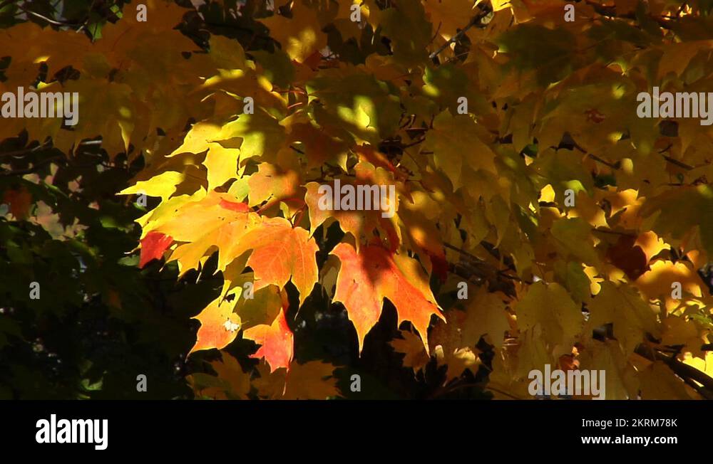 Sunlight dappled leaves Stock Videos & Footage - HD and 4K Video Clips ...