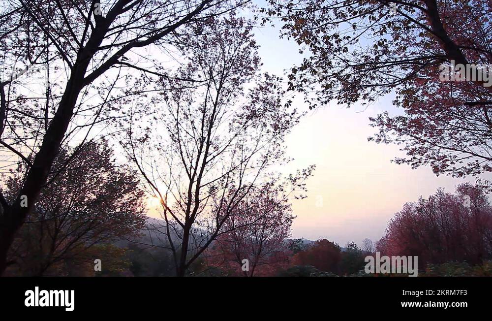 Sakura forest Stock Videos & Footage - HD and 4K Video Clips - Alamy
