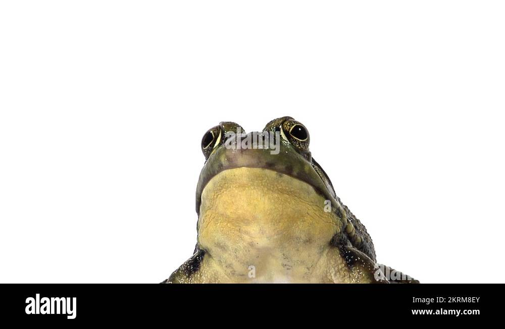 Frog croaking Stock Videos & Footage - HD and 4K Video Clips - Alamy