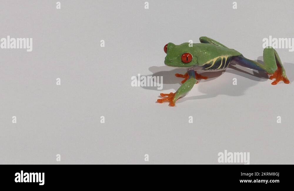 Red eyed frogs Stock Videos & Footage - HD and 4K Video Clips - Alamy