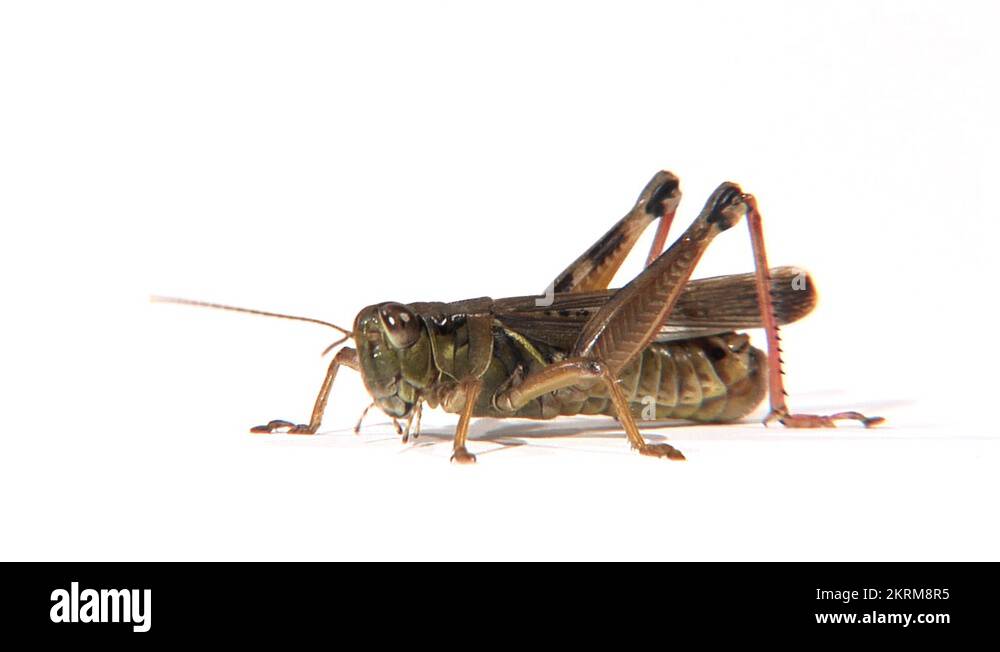 Grasshopper walking Stock Videos & Footage - HD and 4K Video Clips - Alamy