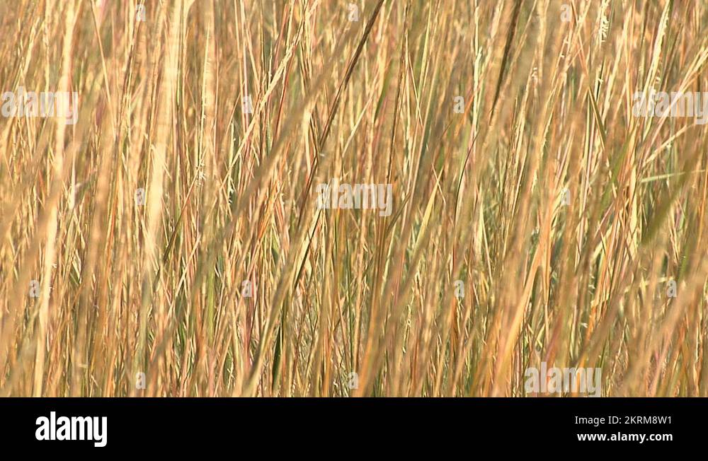 Long dried grass Stock Videos & Footage - HD and 4K Video Clips - Alamy