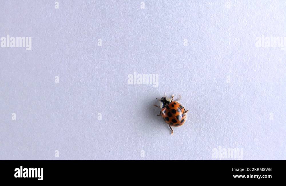 Ladybirdbeetle Stock Videos & Footage - HD and 4K Video Clips - Alamy
