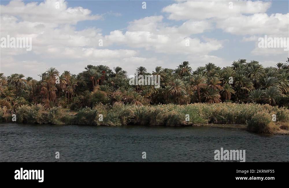 Nile palm trees Stock Videos & Footage - HD and 4K Video Clips - Alamy