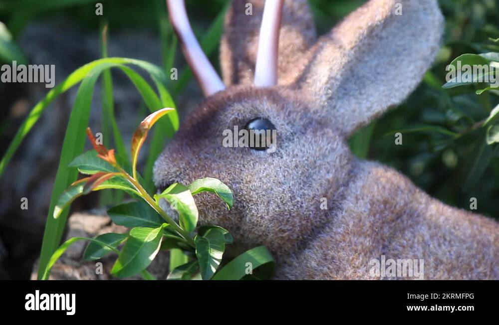 Jackalope Stock Videos & Footage - HD and 4K Video Clips - Alamy