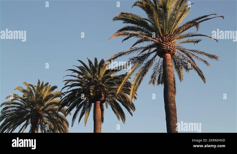 Los angeles city with palm trees Stock Videos & Footage - HD and 4K ...