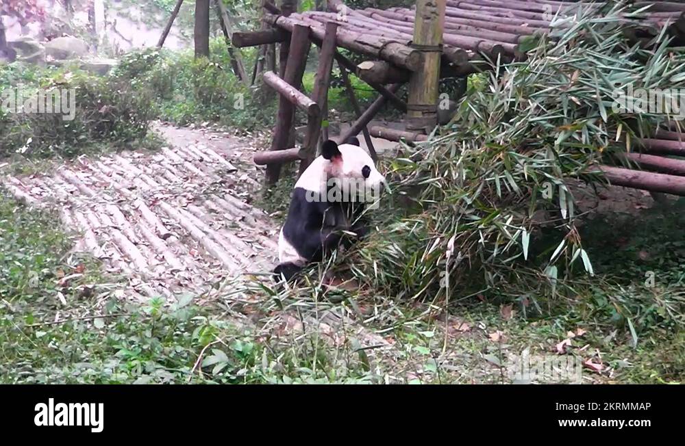 Giant panda bear at zoo. Chengdu. Sichuan. China Stock Video Footage ...