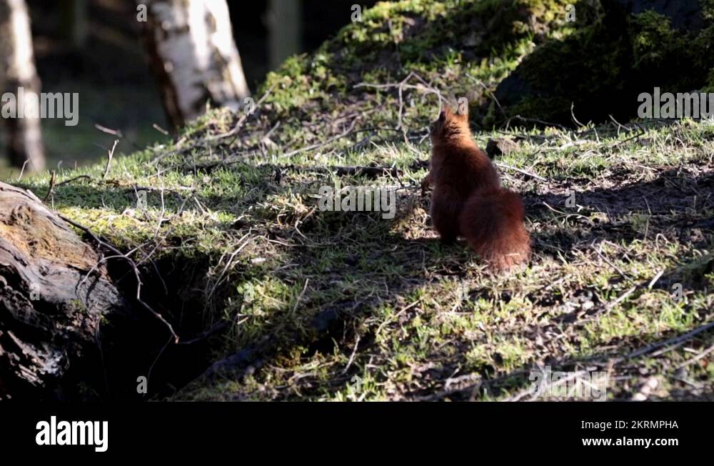 Mammal rodent british wildlife Stock Videos & Footage - HD and 4K Video ...