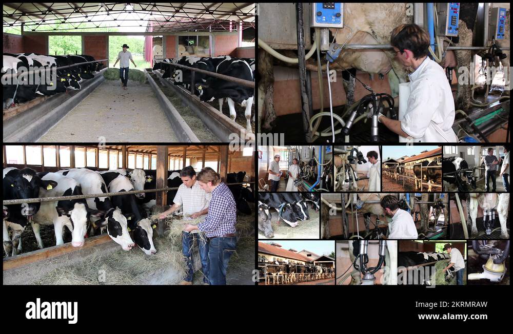 Milking milk farming Stock Videos & Footage - HD and 4K Video Clips - Alamy