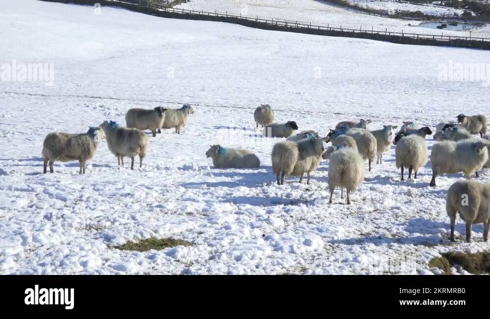 Grazing animals sheep cattle cows Stock Videos & Footage - HD and 4K ...