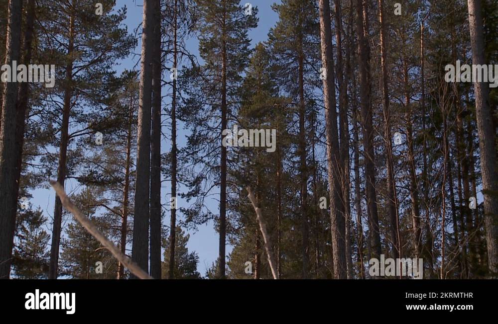 Forest Stock Videos & Footage - HD and 4K Video Clips - Alamy