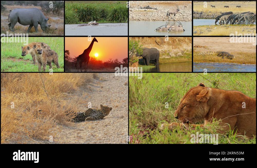 wild animals collage 4k Stock Video Footage - Alamy