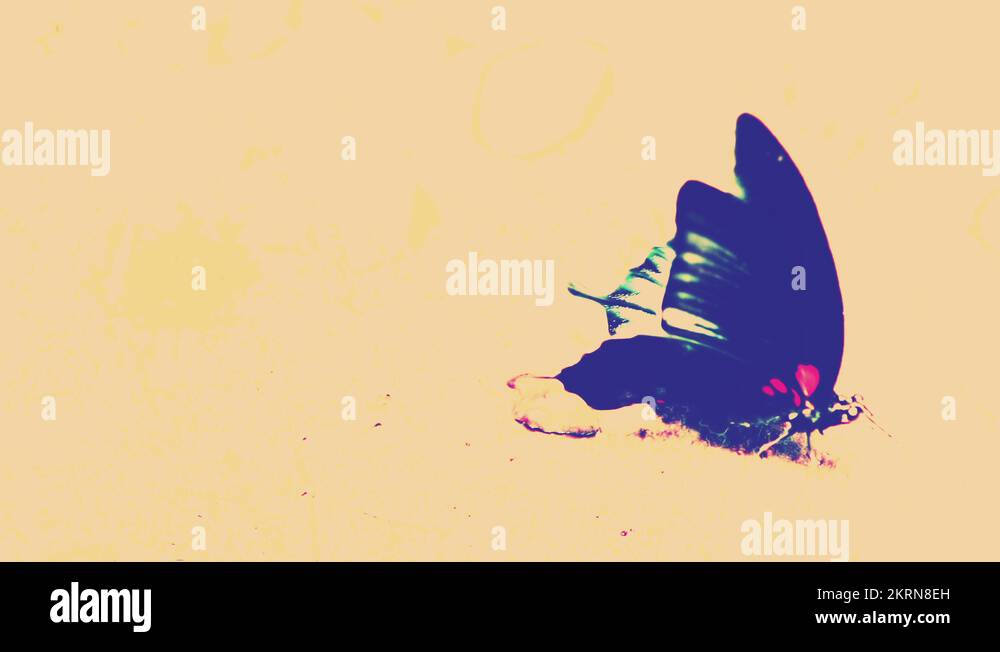 Butterfly flapping its wings Stock Videos & Footage - HD and 4K Video ...