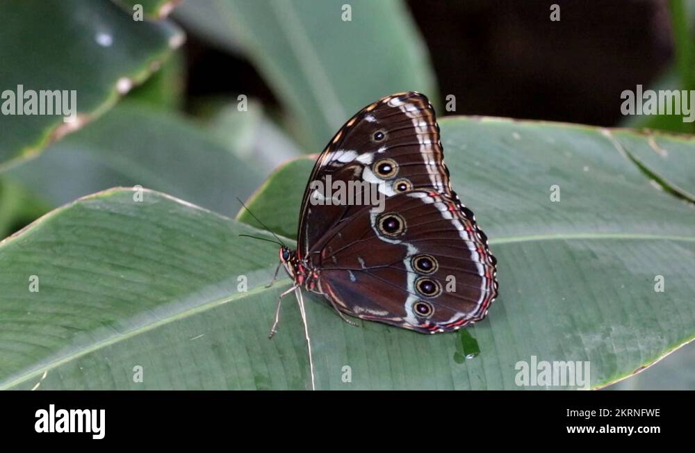 Common morpho butterfly morpho peleides Stock Videos & Footage - HD and ...