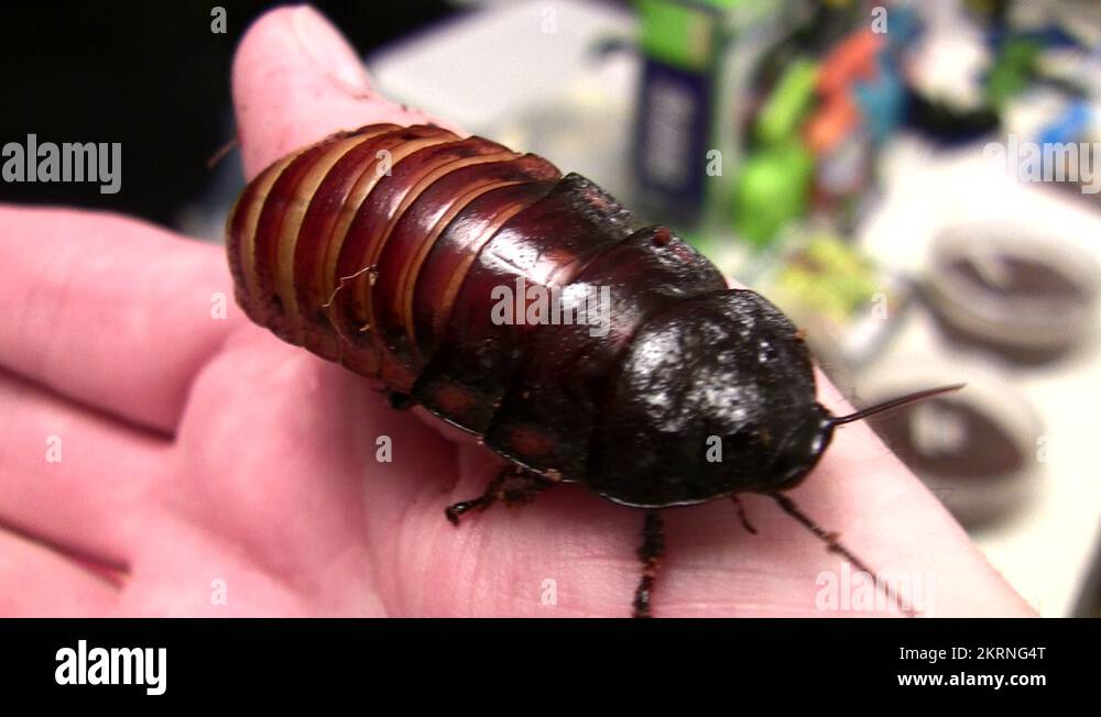 Roach close Stock Videos & Footage - HD and 4K Video Clips - Alamy