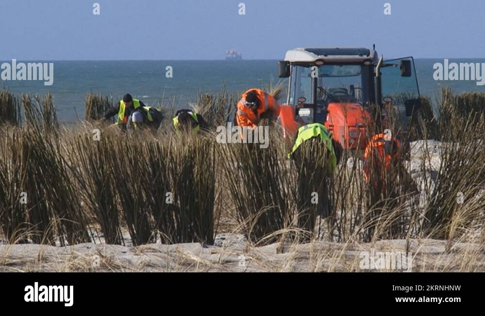 Planting Marram Grass on sand dune along North Sea coast. Dredger at ...