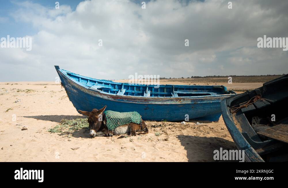 Donkey sea animal Stock Videos & Footage - HD and 4K Video Clips - Alamy